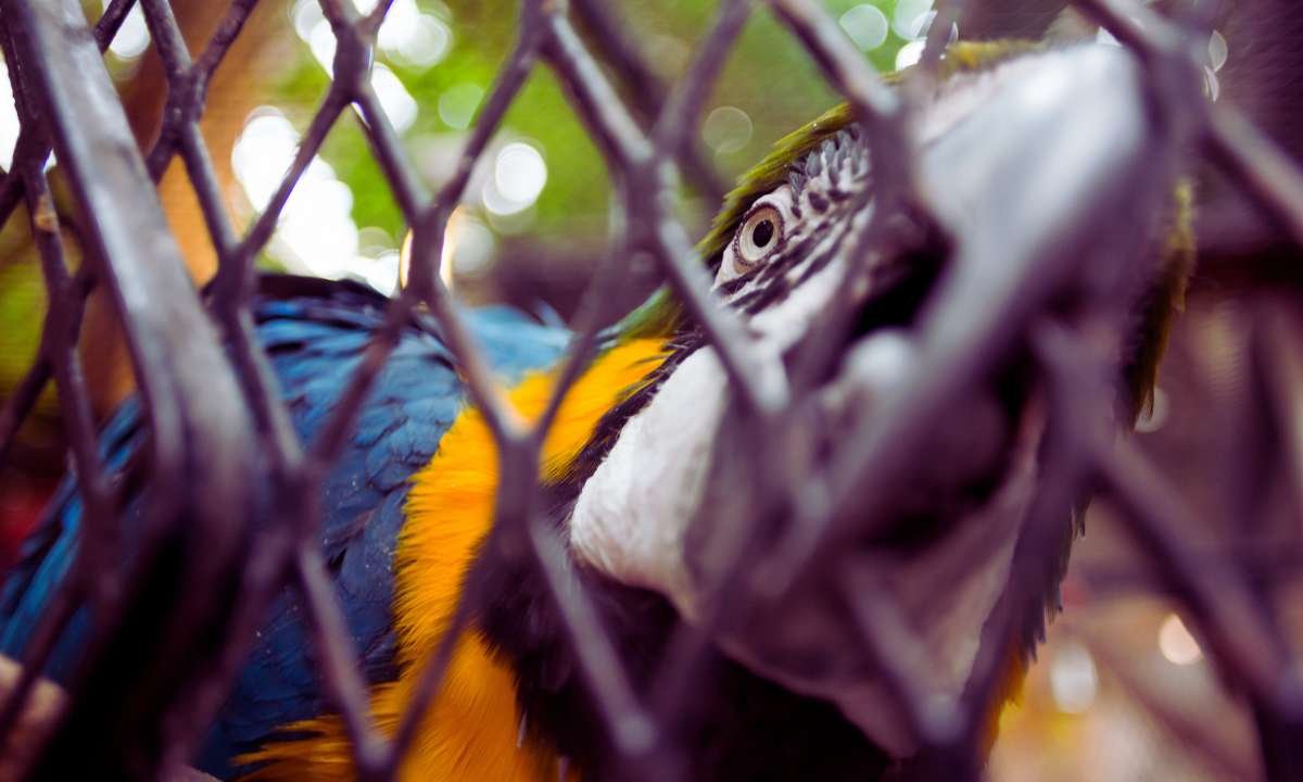 Dream About Zoo Animals Escaping (13 Meaning & Symbolism)