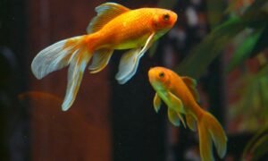 Dream About Fish In Islam (4 Positive Meanings From Scholars)