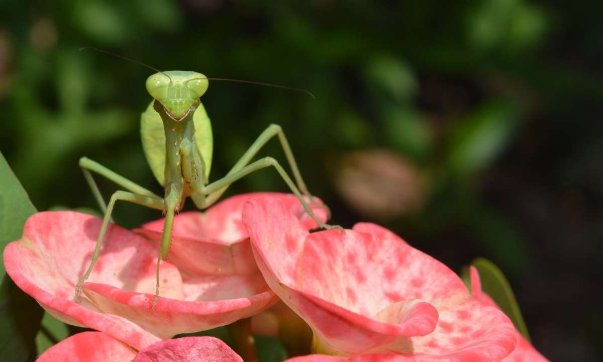 Dream About Praying Mantis (Shocking Warnings And Insights)