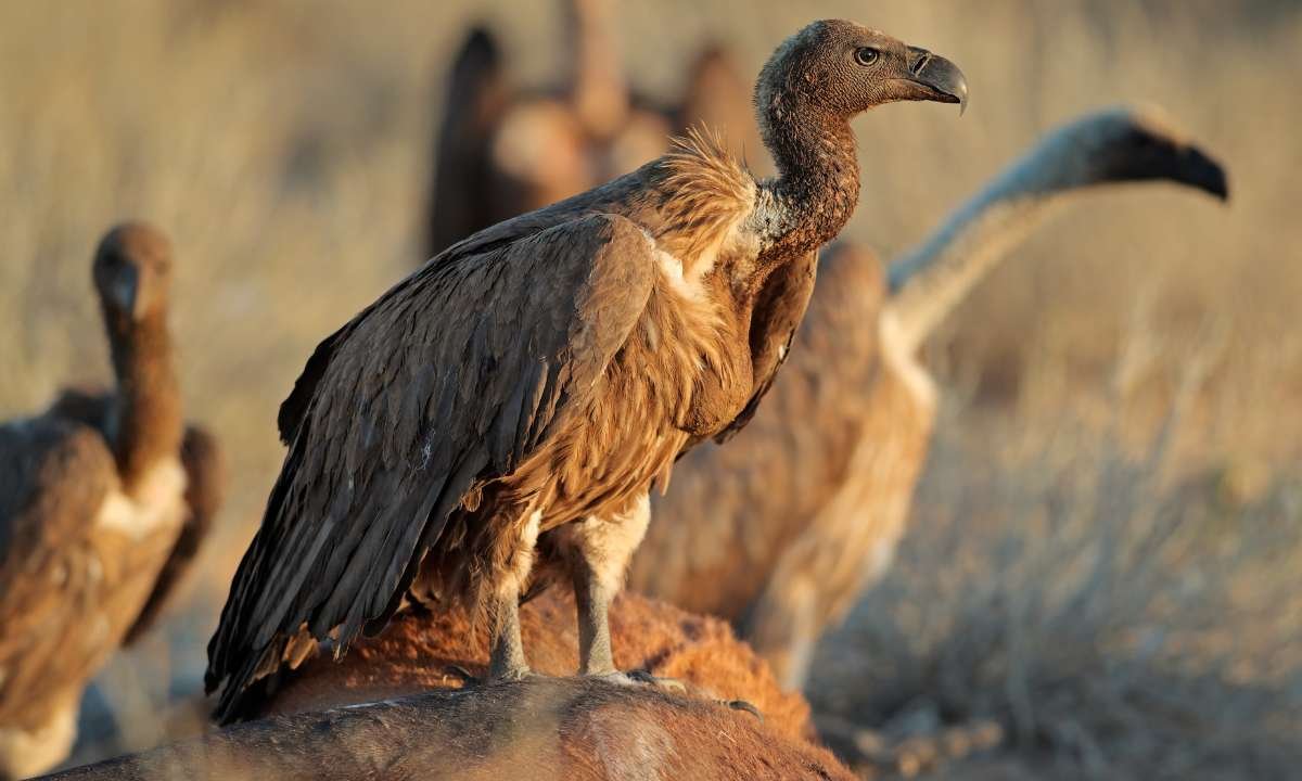 Dreams About Vultures? Here’s What They Reveal