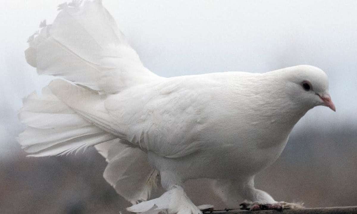 Dreaming About White Birds (9 Uplifting Messages You Can't Ignore)
